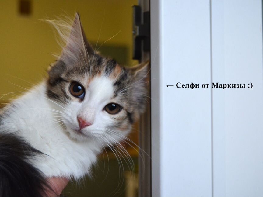 Котенок невероятная девочка