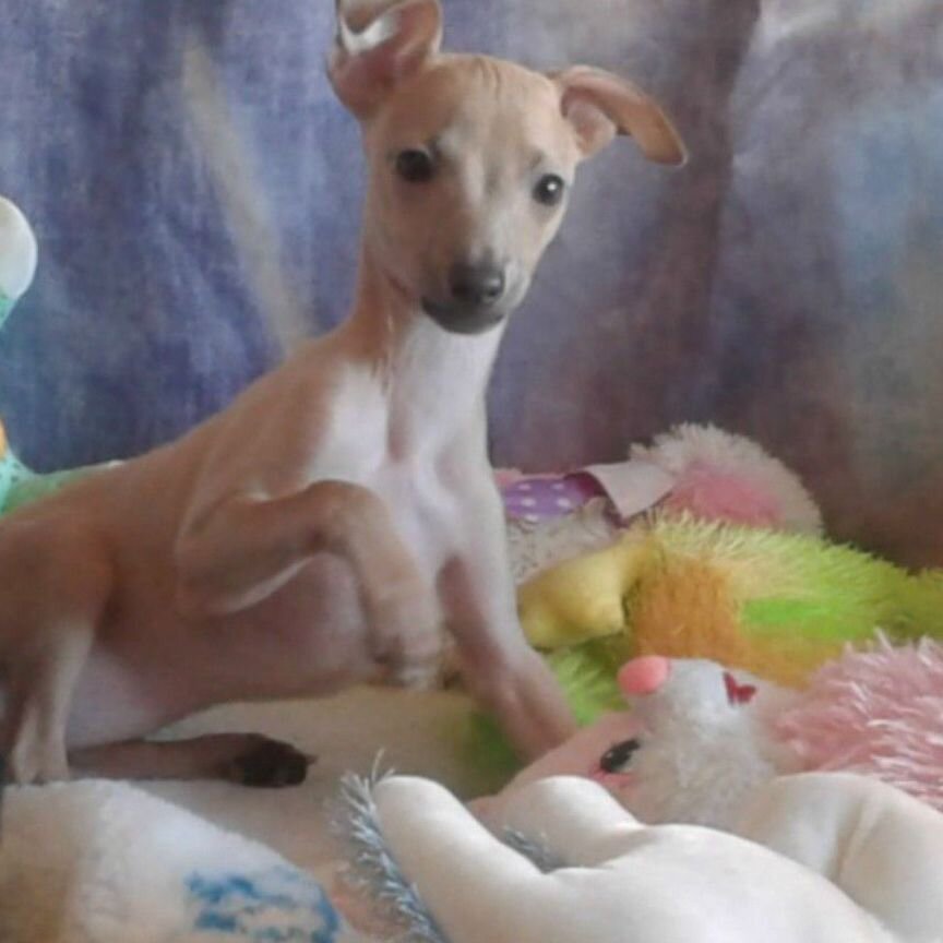 Левретка, щенок