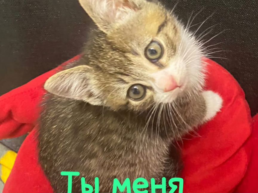 Котёнок джек, 2 мес., серенький