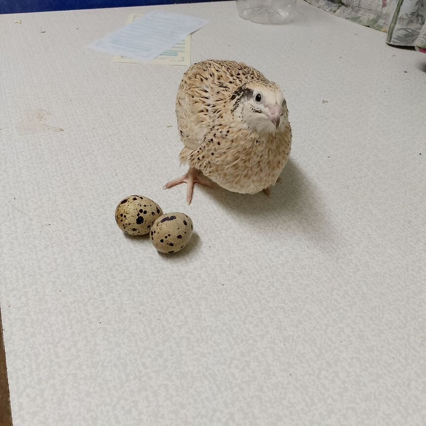 Продам перепелок несушек