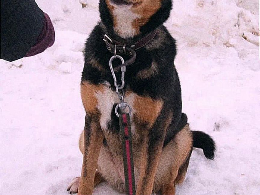 Брошенная собака ищет семью