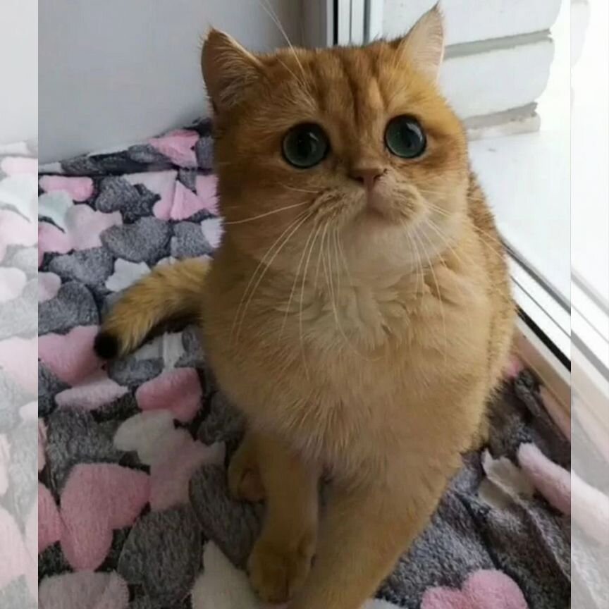 Золотой кот в сапогах из сказки)