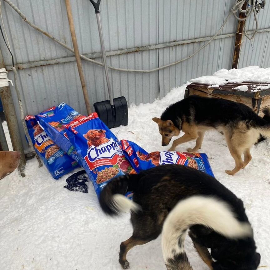 Помогите нам оплатить корм