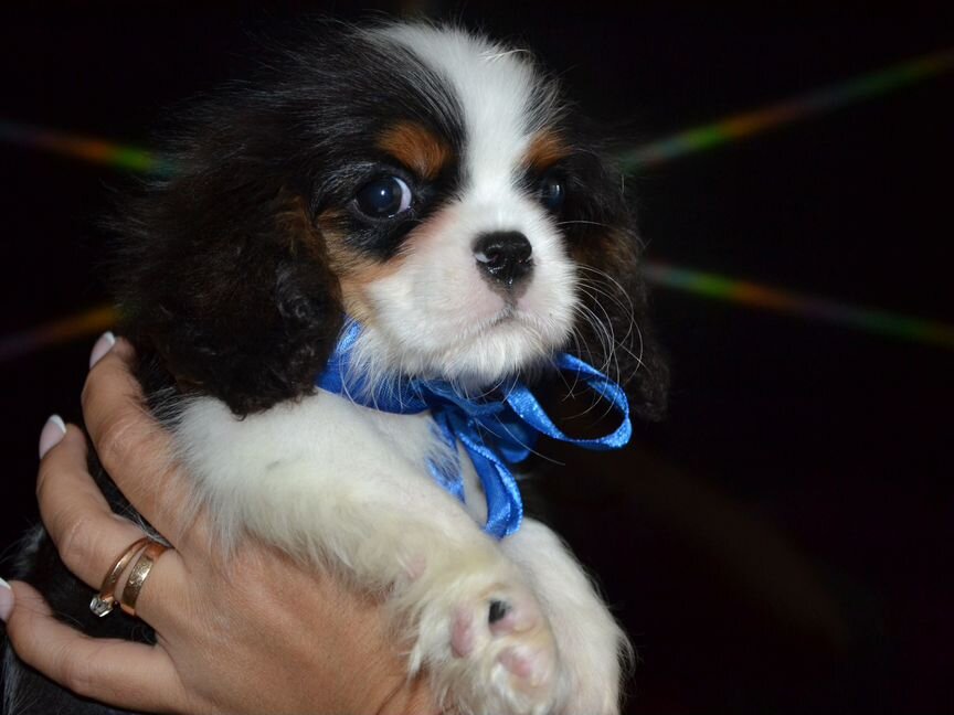 Мальчик кавалер кинг чарльз спаниель