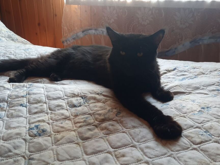 Кот мейн-кун вязка