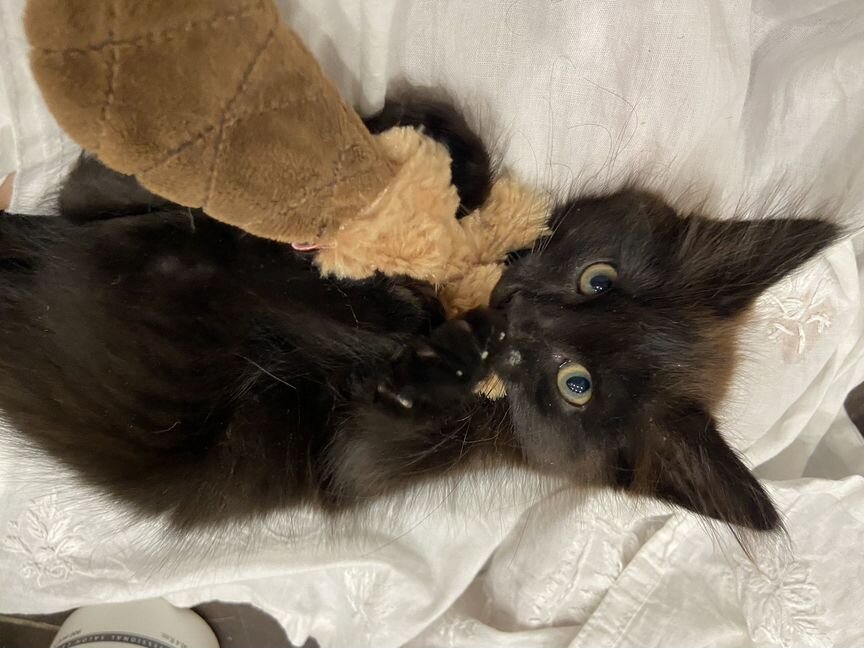 Ласковая кошечка Ночка ищет дом