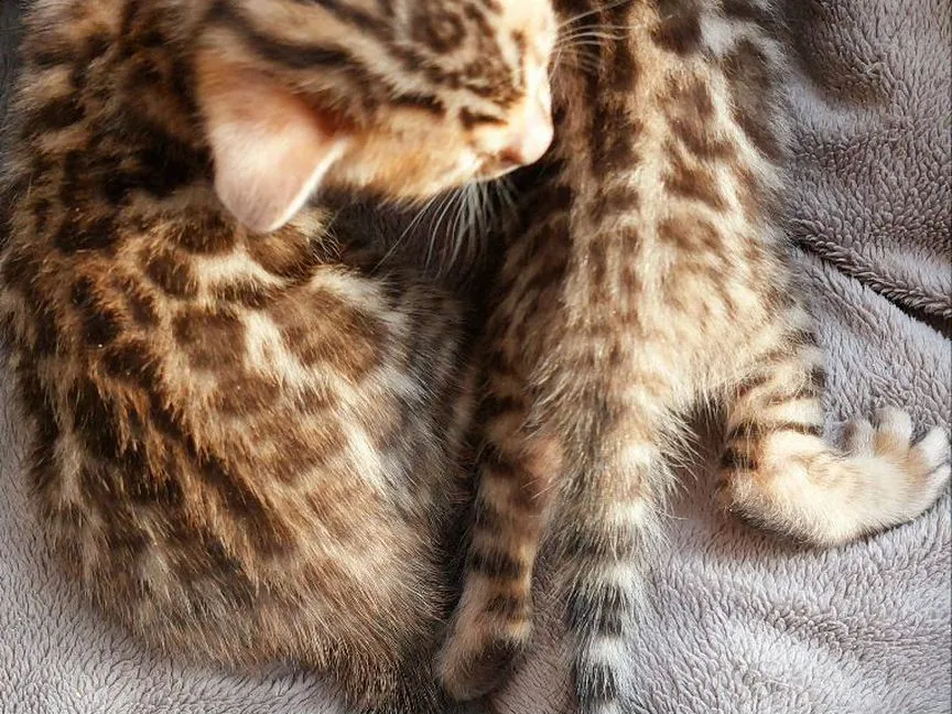 Бенгальские котята шоу-класса