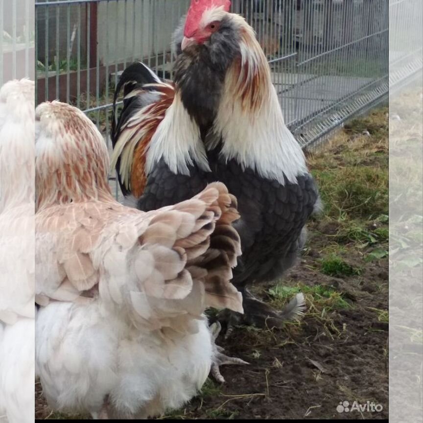 Петухи и куры фавероль