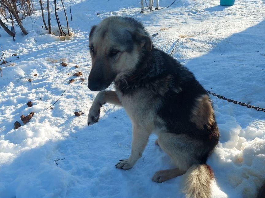 Собаке нужен дом SOS