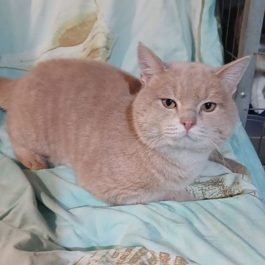 Взрослый кот в добрые руки