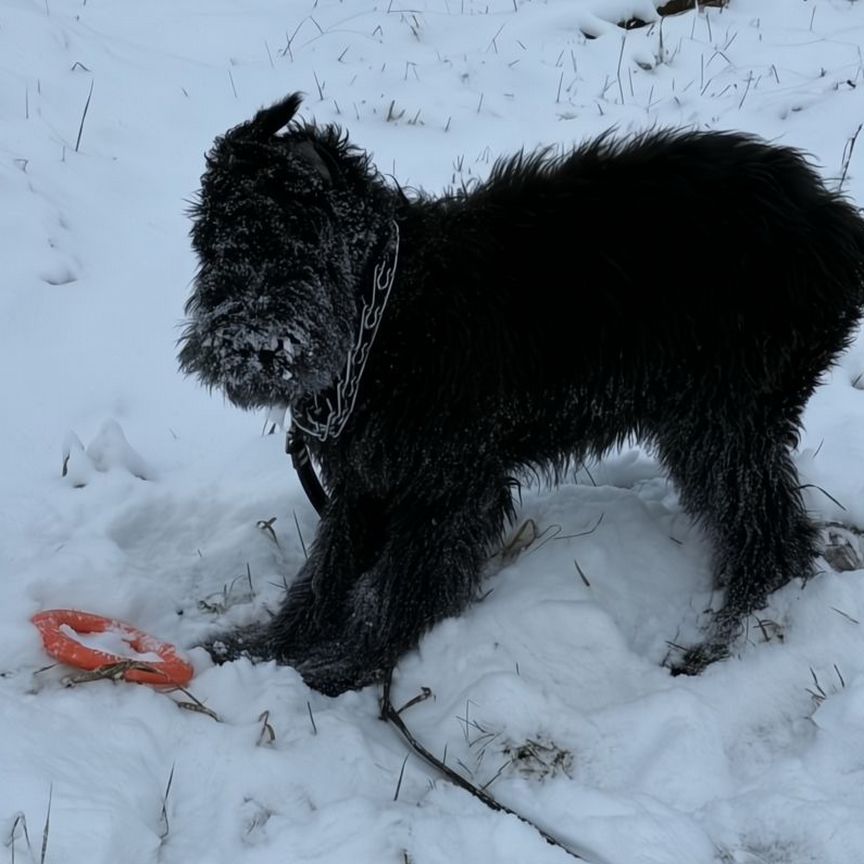 Ризеншнауцер, щенок