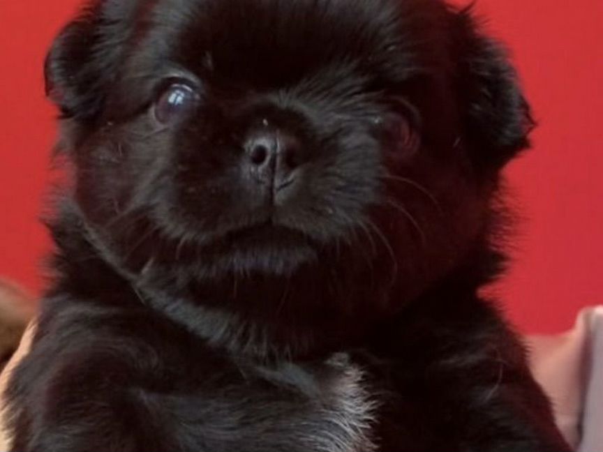 Длинношерстные чихуахуа девочки