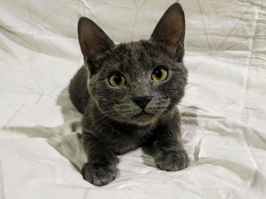 Котенок "Маск" ищет семью