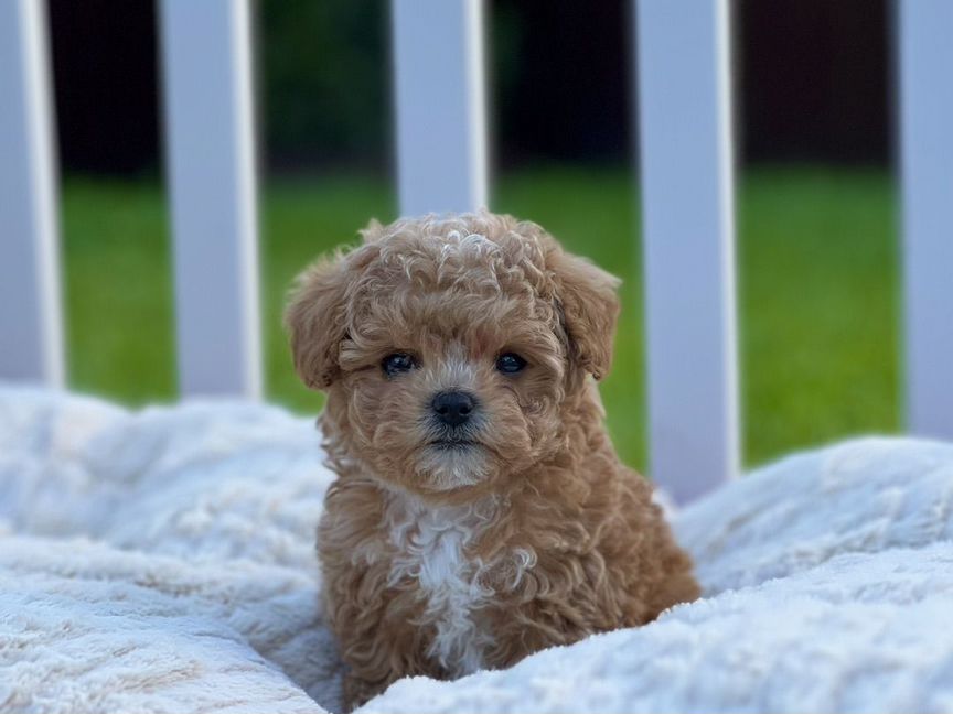 Мальтипу мини девочка