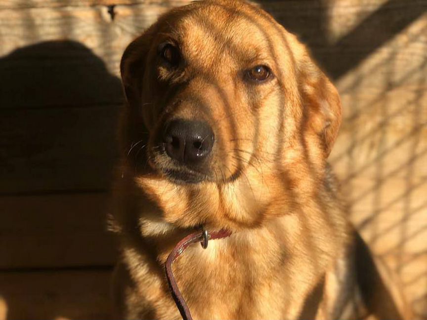 Собака из приюта в добрые руки