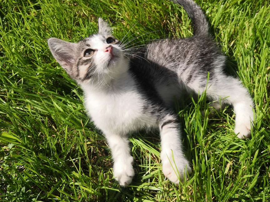 Котенок в добрые и заботливые руки