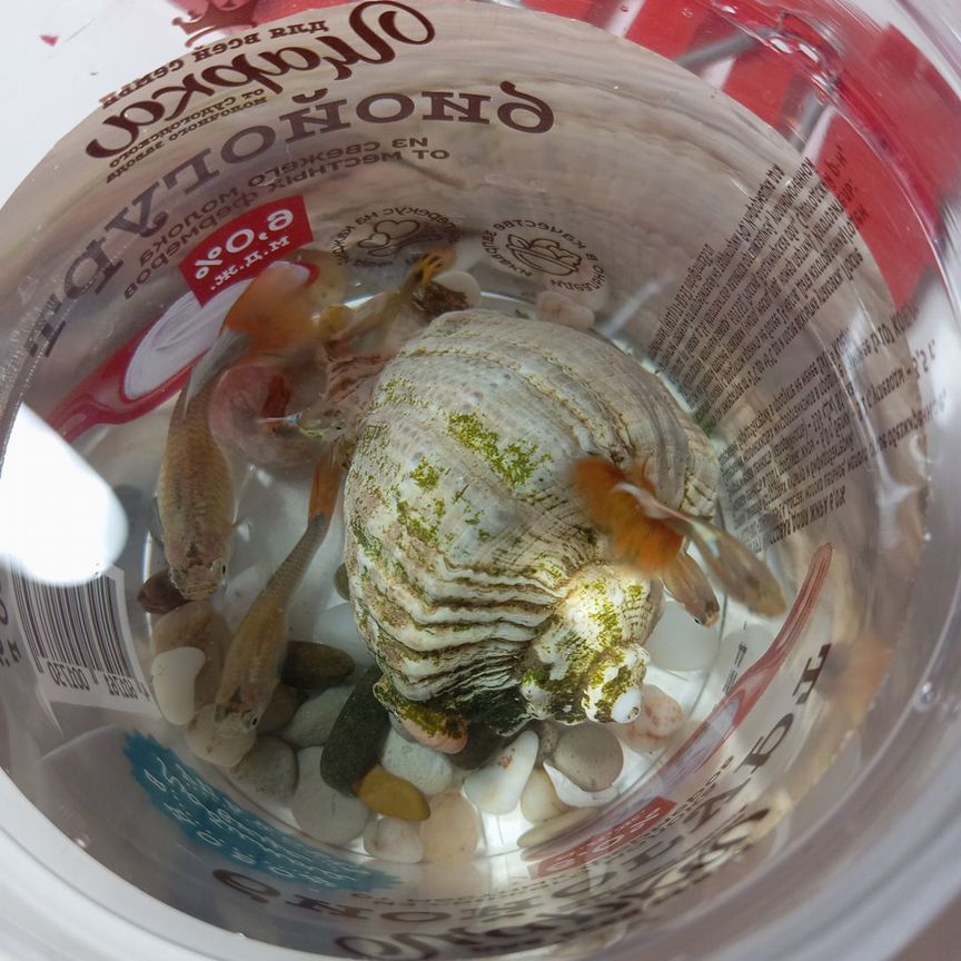 Аквариумные рыбки гуппи энергичные, бодрые