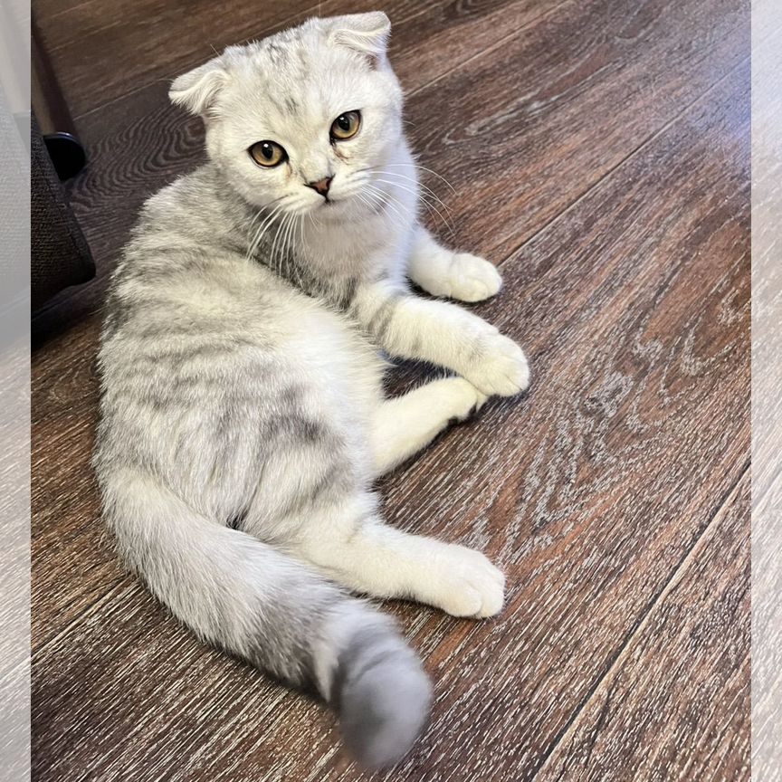 Шотландский вислоухий короткошёрстный котёнок