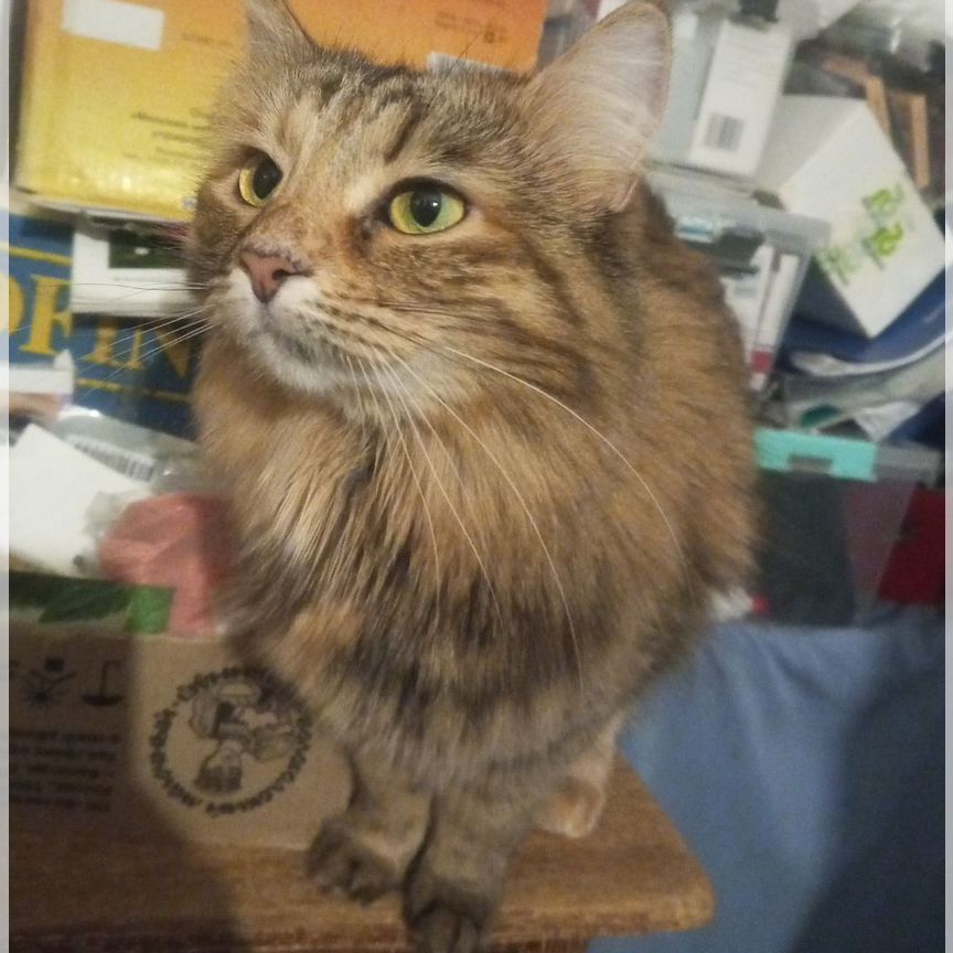 Отдам в добрые руки кота и кошечку