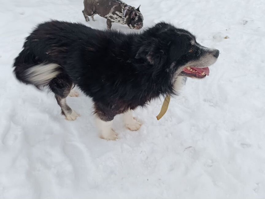 Собака в добрые руки