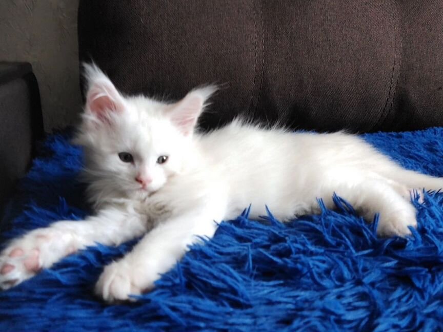 Очаровательный котенок мейн-кун