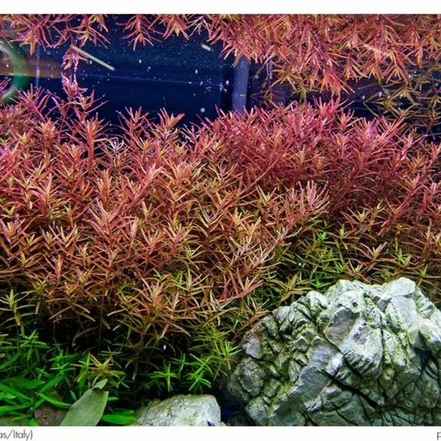 Ротала индика