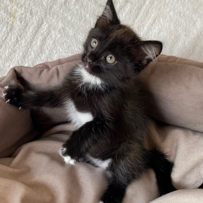 Котенок