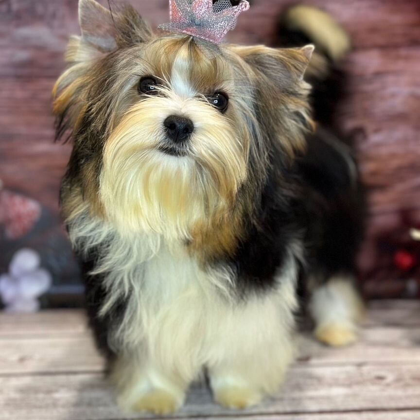 Бивер-йоркширский терьер, щенок