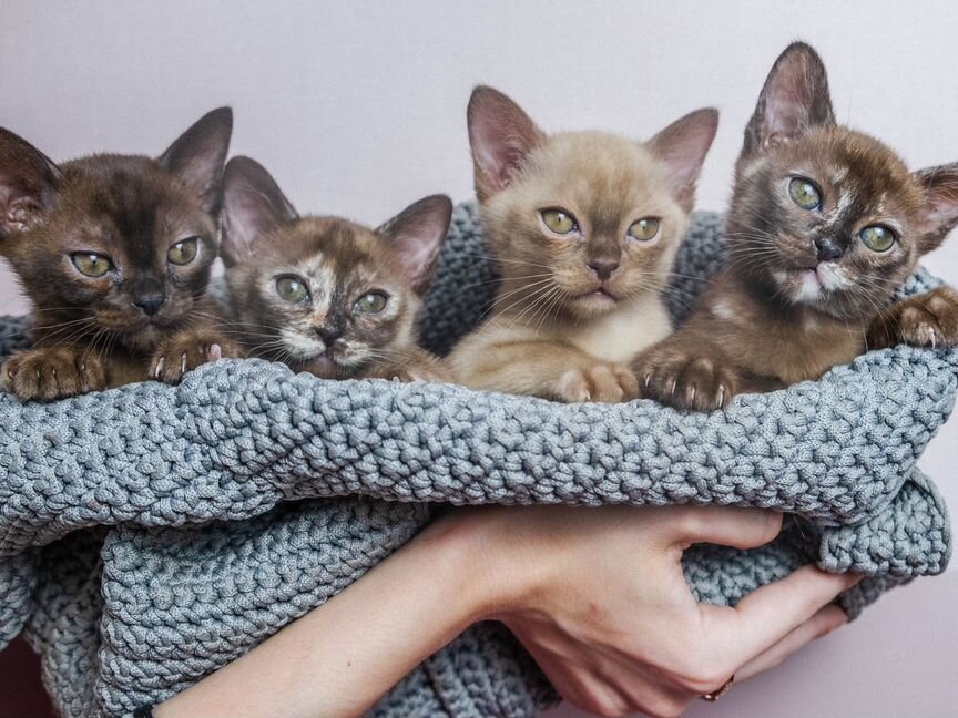 Чудесные котята бурмы