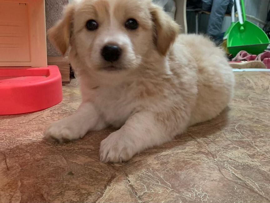 Щенок вельш - корги