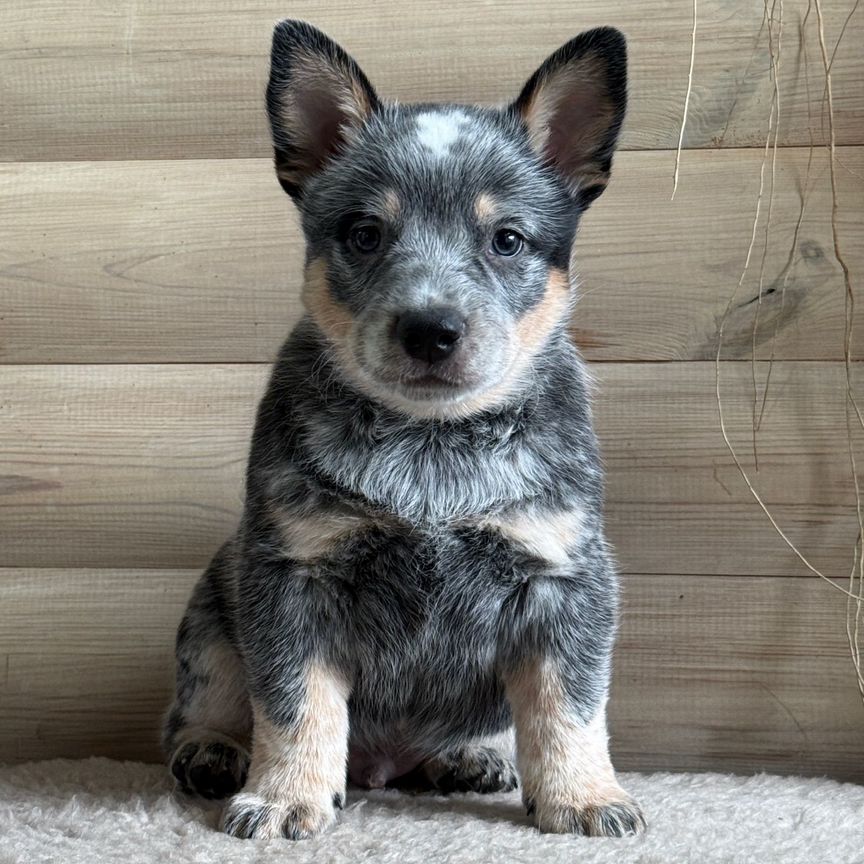 Австралийский хилер, щенок