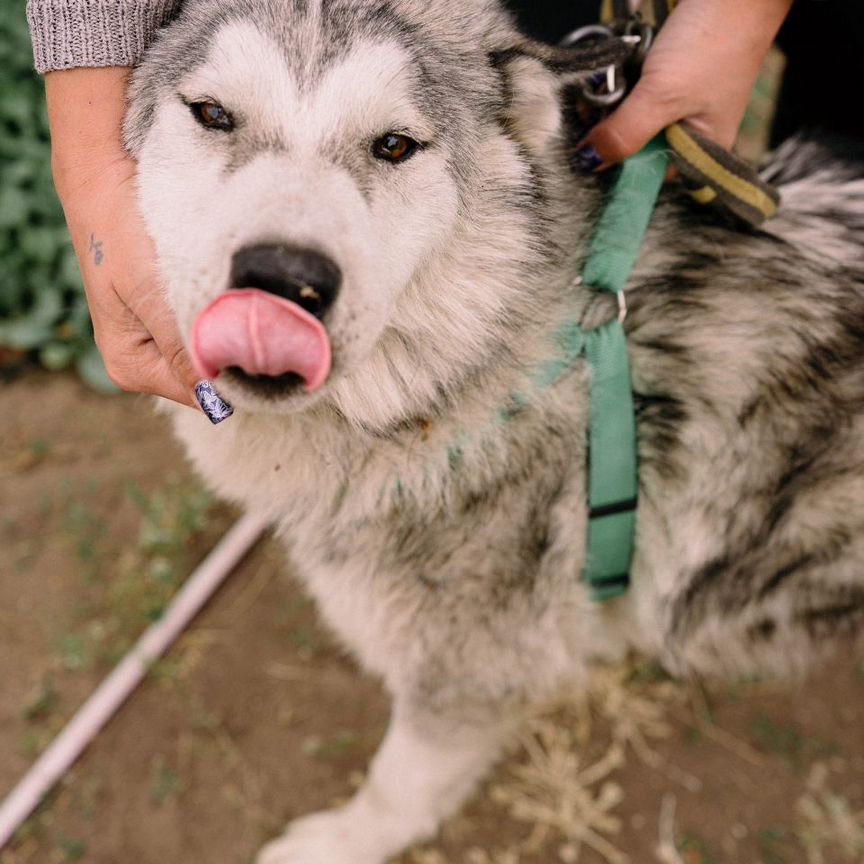 Хаски ищет дом