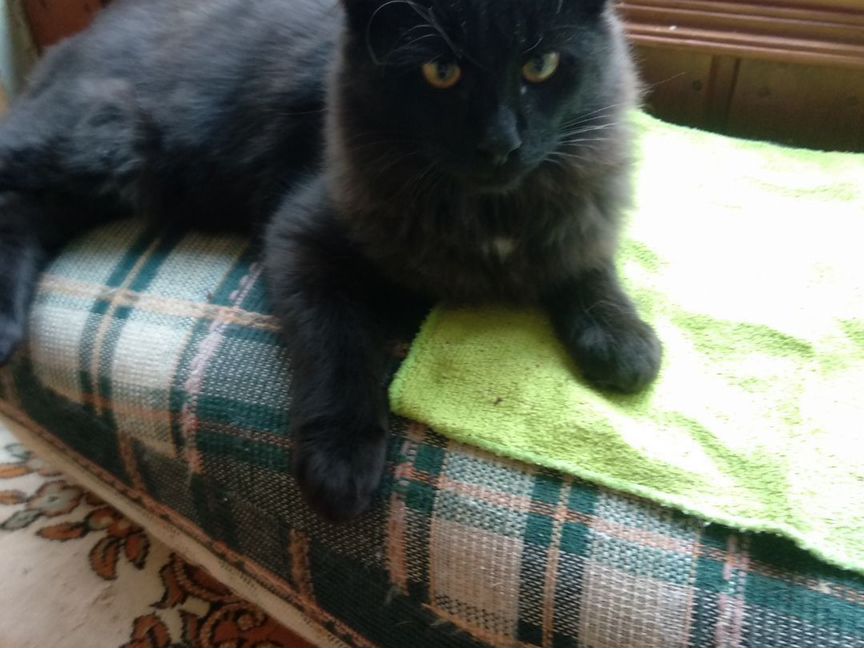 Кошка белая,кот шоколадный