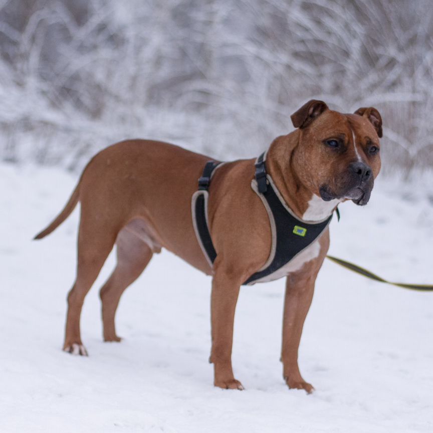 Стафф Сэми ище семью