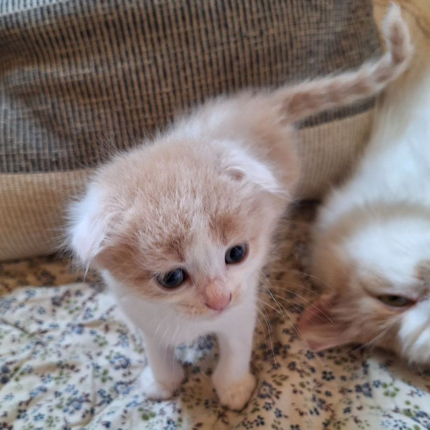 Продаются котята от японской коротконогой кошки