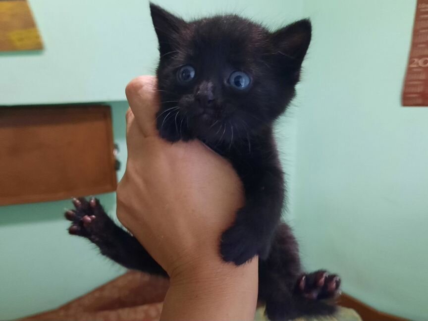 Котёнок Тучка 1 месяц
