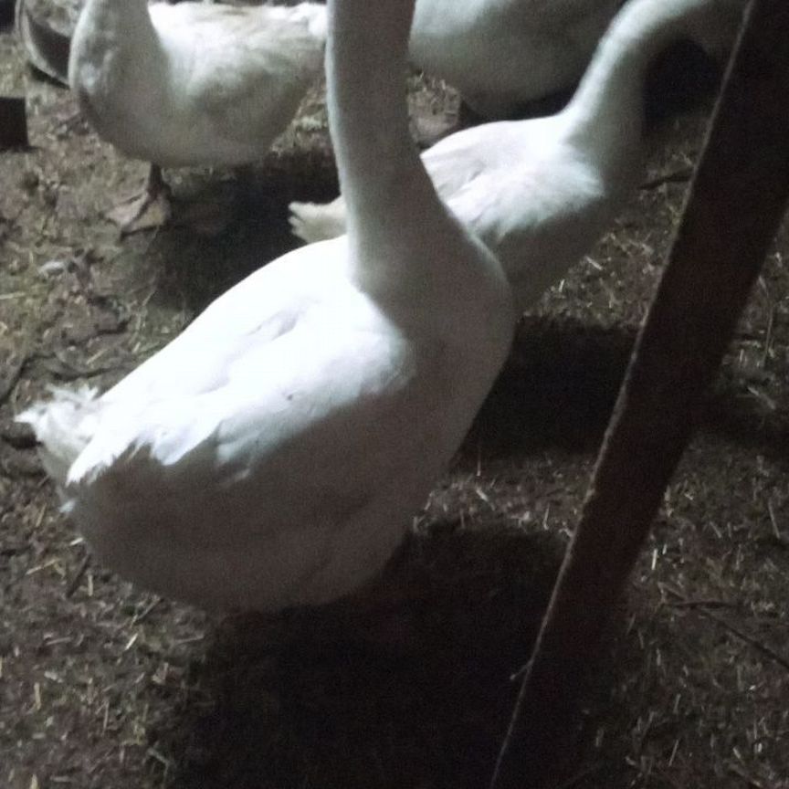 Холмогорские гуси