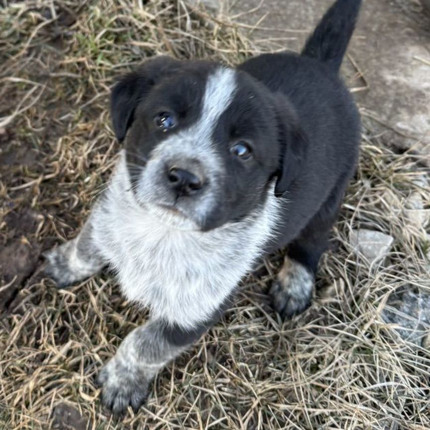 Кокер спаниель, щенок
