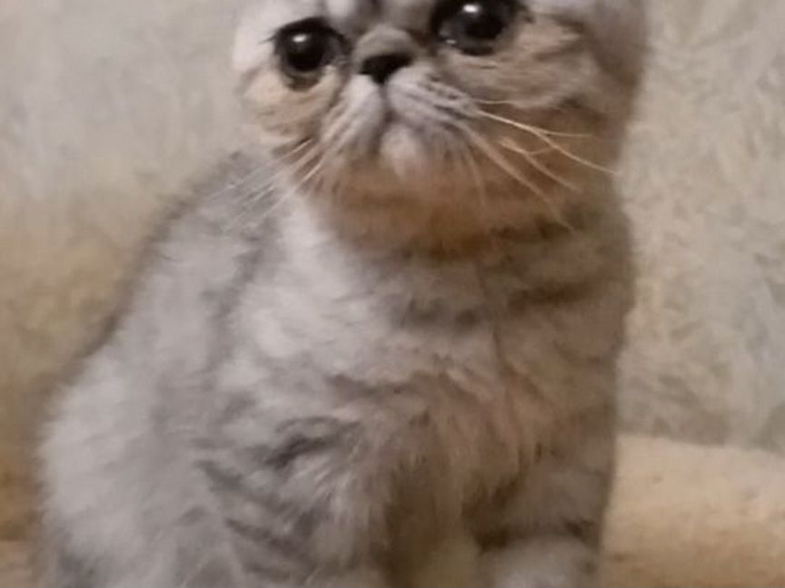 Экзотическая, 3 м-ца, чёрная на голубом