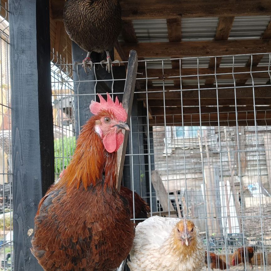 Аям Кетава петух и курица