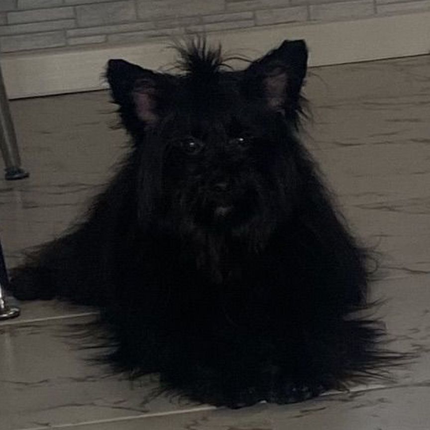 Бивер-йоркширский терьер, щенок