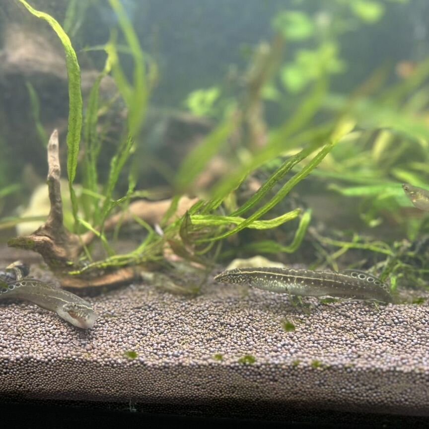 Аквариумные рыбы Макрогнатус