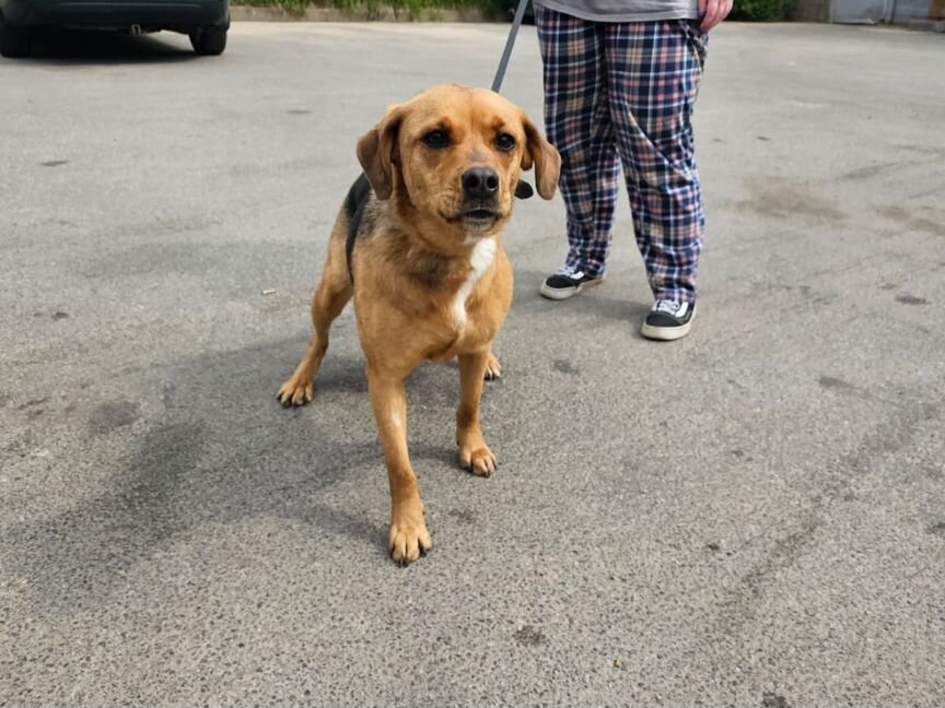 Очень нужна передержка доброй собаке