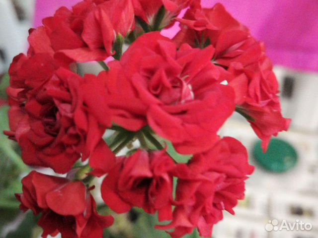 Герань розовидная купить в Санкт-Петербурге | Товары для дома и дачи ...