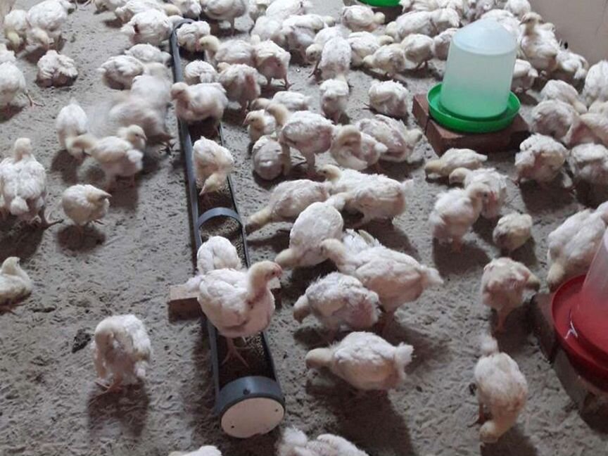 Бройлер подрощенный Кобб 500