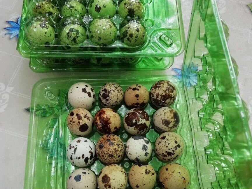 Яйца перепелиные инкубационные домашние