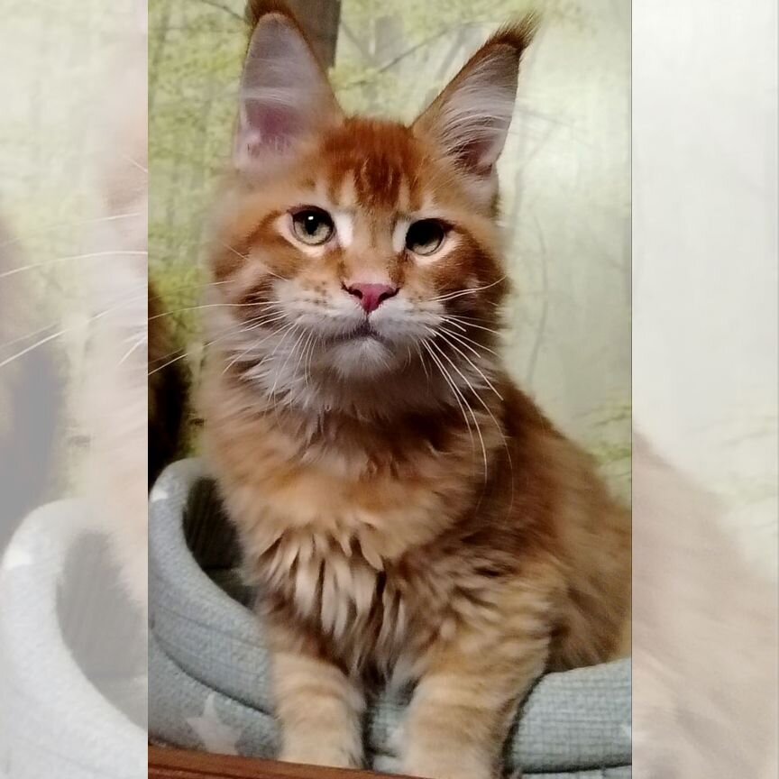 Мейн-кун котёнок