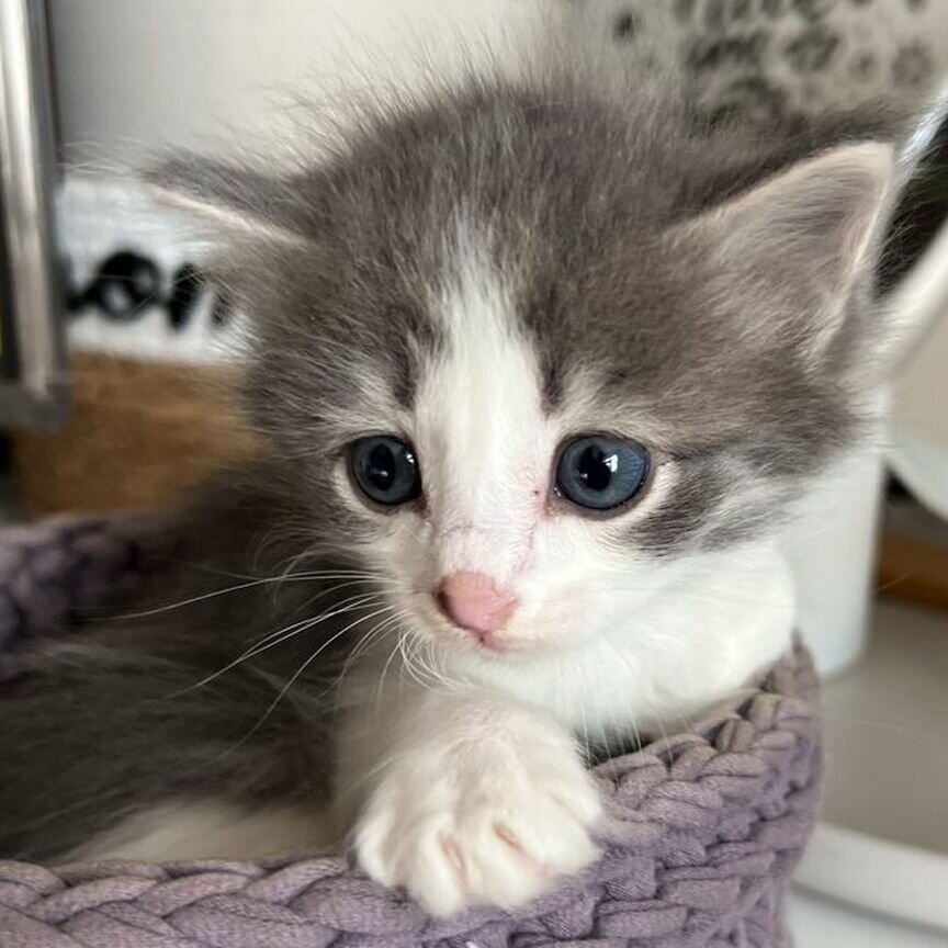 Отдам котят малышей