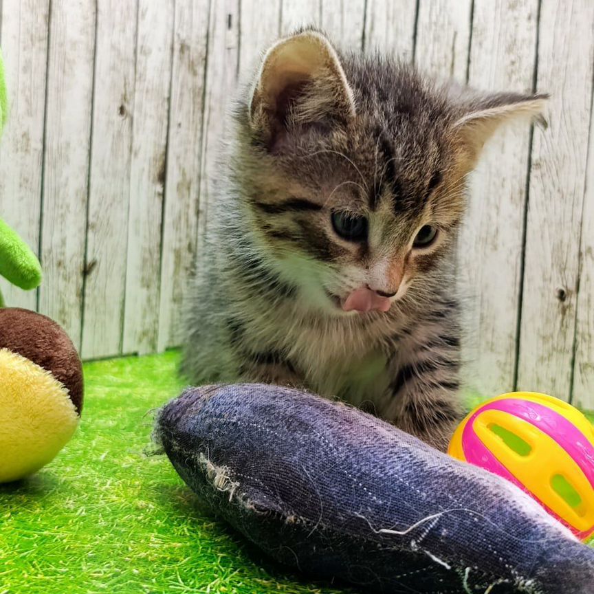 Котёнок в добрые руки