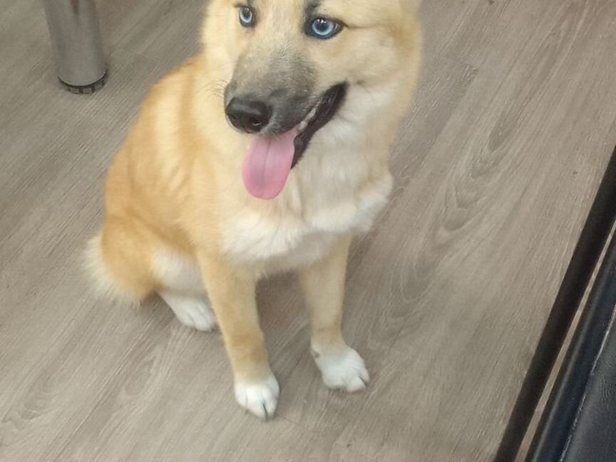 Потерялась собака